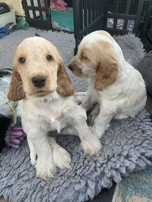 Pedigree KC Registered Orange Roan Show Cocker Spaniel Puppies in ...