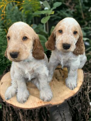 Pedigree KC Registered Orange Roan Show Cocker Spaniel Puppies in ...