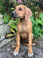 Pedigree Rhodesian Ridgeback Puppies for Sale - Champdogs