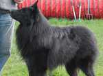 Belgian Shepherd Groenendael Breeders on Champdogs