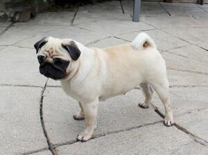 Pedigree KC Registered Pug Puppies in Llanelli, Dyfed born 14/10/22