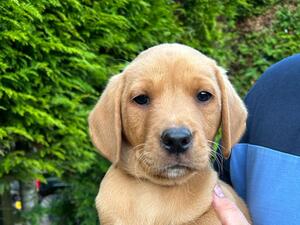 Pedigree KC Registered Labrador Retriever Puppies in Salisbury ...