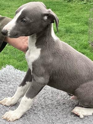 Pedigree KC Registered Whippet Puppies in Buckingham, Bucks born 09/01/24