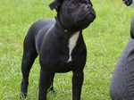 Staffordshire Bull Terrier Breeders - Champdogs