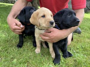 Pedigree KC Registered Working Labrador Retriever Puppies in Tavistock ...