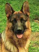 Pedigree German Shepherd Dog Puppies for Sale - Champdogs