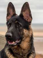 Pedigree German Shepherd Dog Puppies for Sale - Champdogs