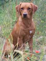 Labrador Retriever Stud Dogs - Champdogs ® : Page 16