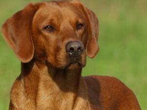 Ettinsmoor Sandman of Bellaroyal