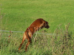 Ettinsmoor Sandman of Bellaroyal