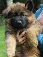 Pedigree German Shepherd Dog Puppies for Sale - Champdogs