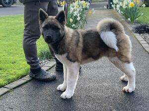 Pedigree KC Registered Fawn & White Black Overlay Akita Puppies born 02 ...