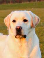 Labrador Retriever Stud Dogs on Champdogs