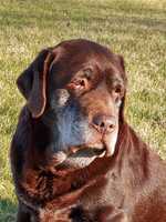 Labrador Retriever Stud Dogs - Champdogs ® : Page 16