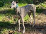 Blue Brindle Whippet Stud Dogs on Champdogs
