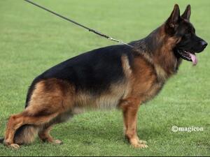 Pedigree KC Registered Black & Red Dual Purpose German Shepherd Dog ...