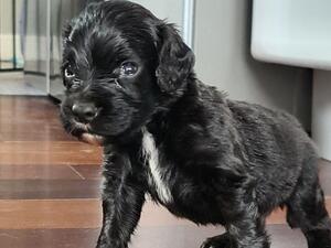 Pedigree KC Registered Working Cocker Spaniel Puppies in Bridge of Weir ...