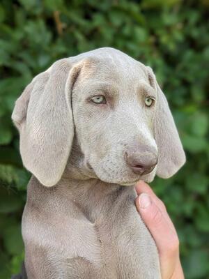 Pedigree KC Registered Silver Grey Weimaraner Puppies in Robertsbridge, East Sussex born 23/04/23