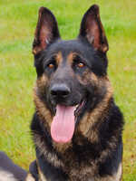 German Shepherd Dog Stud Dogs - Champdogs