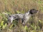 German Shorthaired Pointer Stud Dogs on Champdogs