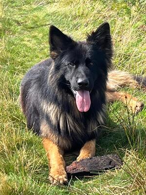 Sable German Shepherd All The Facts About This Classic