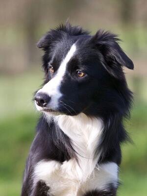 Pedigree KC Registered Border Collie Puppies in fawkham, kent born 24/12/20