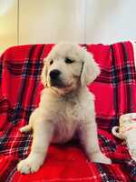 Pedigree Golden Retriever Puppies for Sale - Champdogs