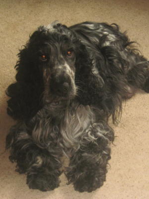 Pedigree KC Registered Cocker Spaniel Puppies in Blairgowrie ...