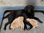 Pedigree Labrador Retriever Puppies for Sale - Champdogs