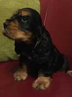 Pedigree Cocker Spaniel Puppies for Sale - Champdogs