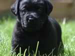 Pedigree Labrador Retriever Puppies for Sale near Bolton, Greater ...