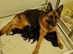 Pedigree German Shepherd Dog Puppies for Sale - Champdogs