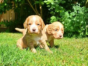 Pedigree KC Registered Red Working Cocker Spaniel Puppies in Horsham ...