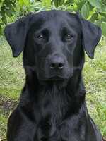 Pedigree Labrador Retriever Puppies in Scotland for Sale - Champdogs