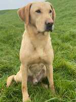 Labrador Retriever Stud Dogs - Champdogs