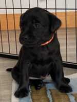 Labrador Retriever Puppies for Sale