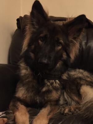 Pedigree KC Registered Black Sable Dual Purpose German Shepherd Dog ...