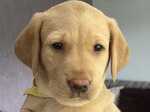 Pedigree Labrador Retriever Puppies for Sale - Champdogs