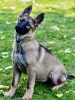 Pedigree German Shepherd Dog Puppies for Sale - Champdogs