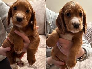 Pedigree KC Registered Working Cocker Spaniel Puppies in Northallerton ...