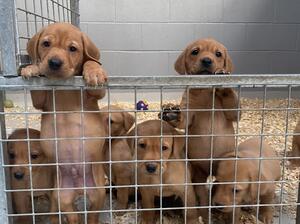 Pedigree KC Registered Yellow Working Labrador Retriever Puppies in ...
