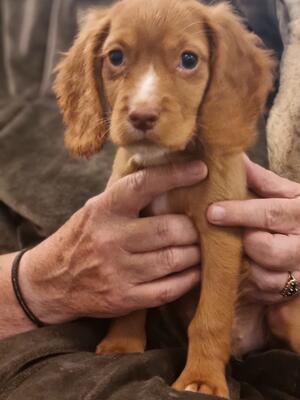 Pedigree KC Registered Working Cocker Spaniel Puppies in Aldridge, West ...