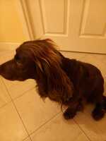 Cocker Spaniel Stud Dogs - Champdogs