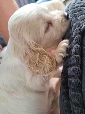 Pedigree KC Registered Orange Roan Show Cocker Spaniel Puppies born 16 ...