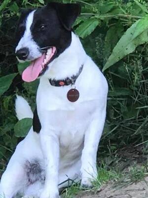 Nimbletail Archimedes at Powdersnow (Imp Rus)