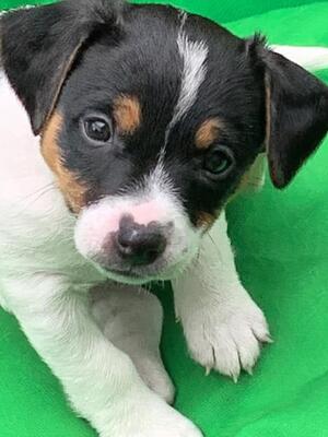 Nimbletail Archimedes at Powdersnow (Imp Rus)