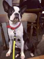Boston Terrier Breeders - Champdogs