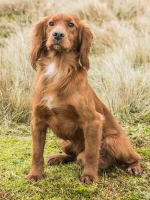 Pedigree KC Registered Red Working Cocker Spaniel Puppies born 12/06/24