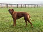 Rhodesian Ridgeback Puppies for Sale
