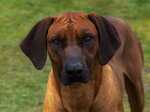 Rhodesian Ridgeback Stud Dogs - Champdogs